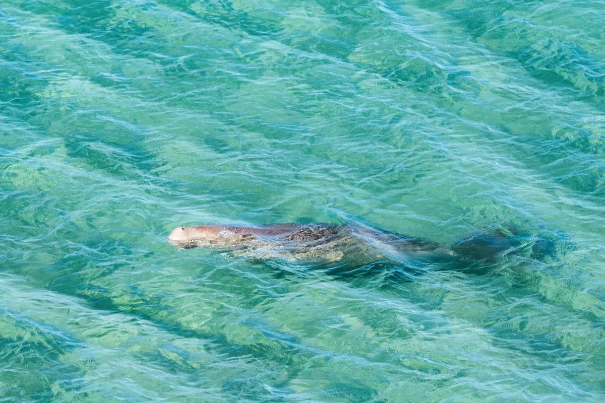 Das Ende der Induktionskochfelder: Diese bahnbrechende Neuerung ...